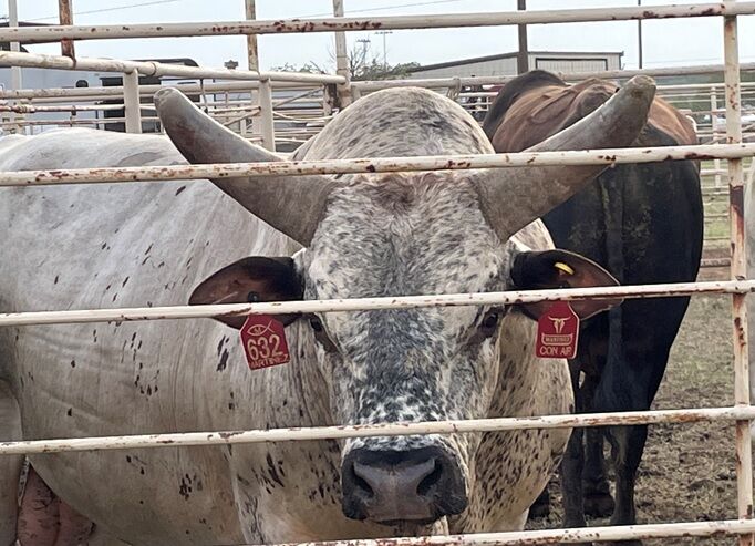 Coleman Rodeo Opens Thursday - Family Night - Tough Enough to Wear Pink ...