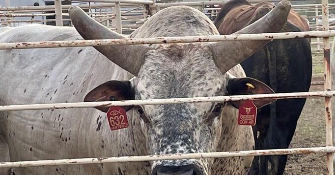 Coleman Rodeo Opens Thursday - Family Night - Tough Enough to Wear Pink ...