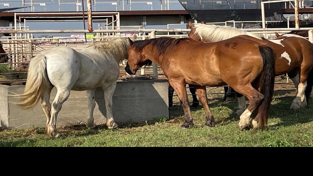 Coleman PRCA Rodeo Results Through Wednesday Competition | News ...