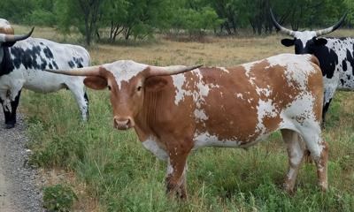 Great Western Trail Days Longhorn Show Coming to Coleman | News ...