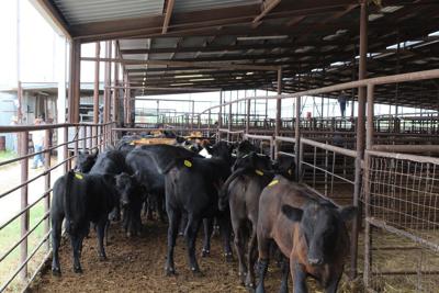 Coleman Livestock Auction Barn Market Report for June 16, 2021 ...