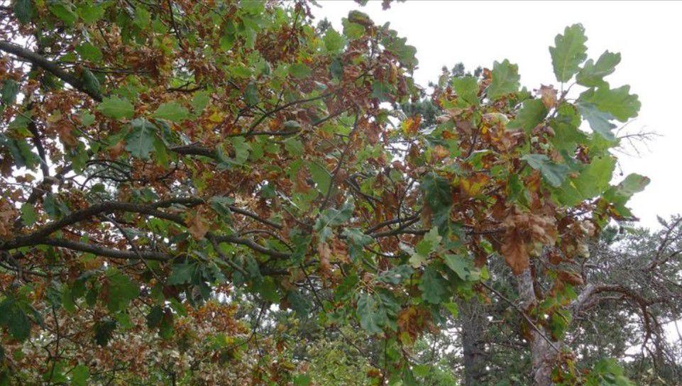 TREE SENSE - Heat Stress in Trees | News | colemantoday.com