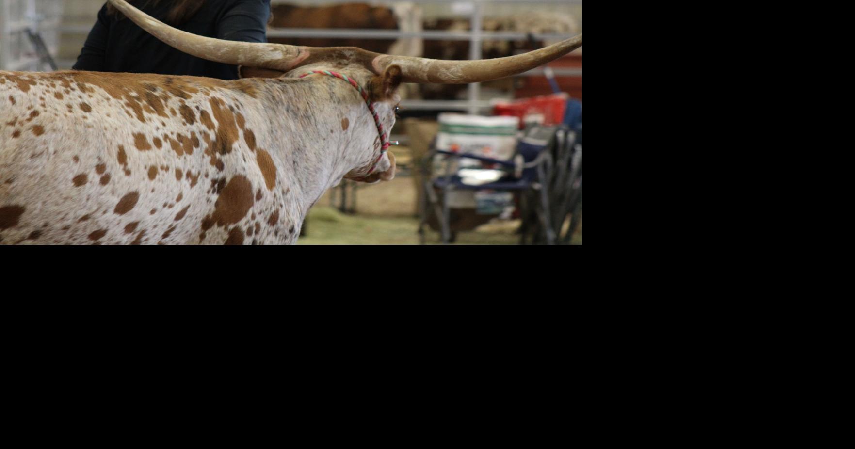 Photo Album ONE of the LONGHORN SHOW - GWT Days | Multimedia ...