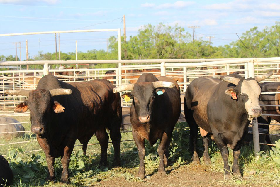 Coleman PRCA Rodeo - First Nightly Performance | News | colemantoday.com