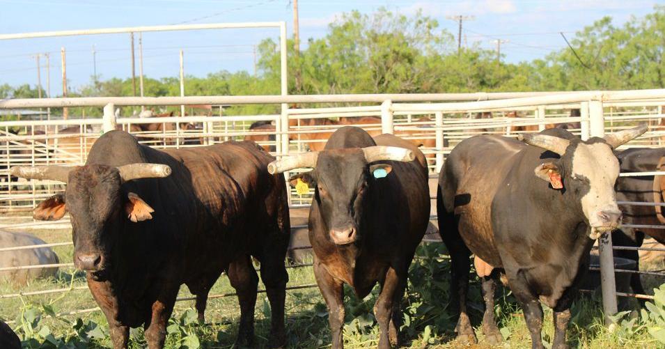 Coleman PRCA Rodeo - First Nightly Performance | News | colemantoday.com