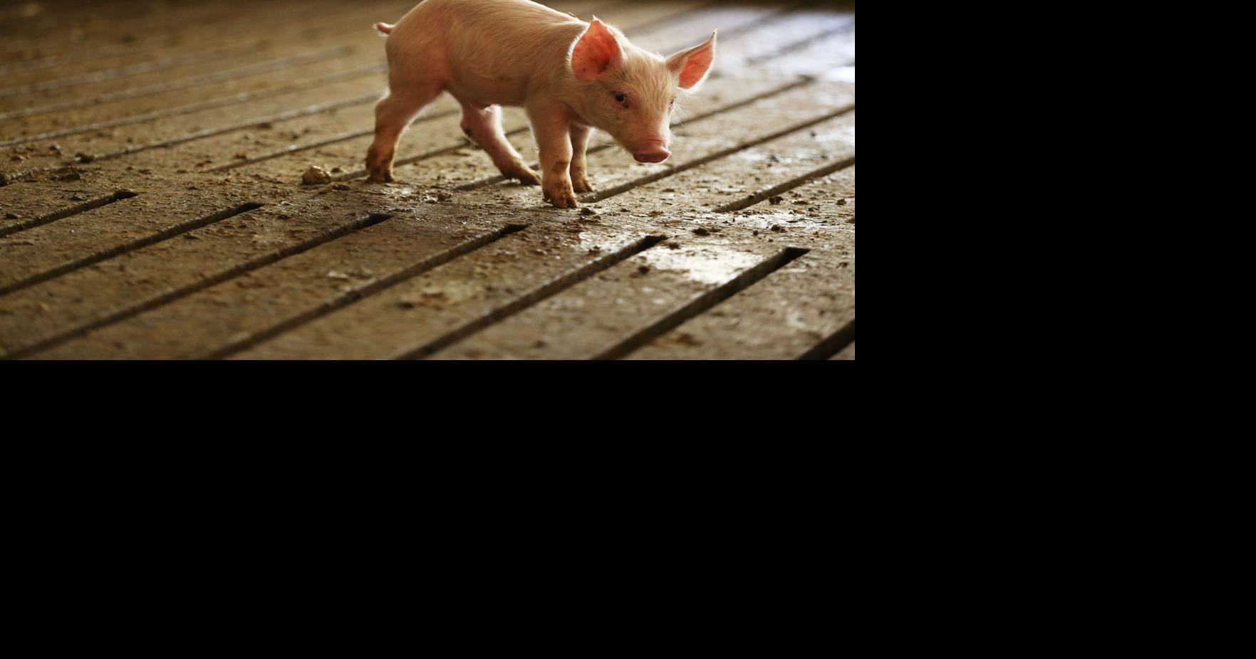 Creatures, not commodities: Animal lives matter | Columns ...