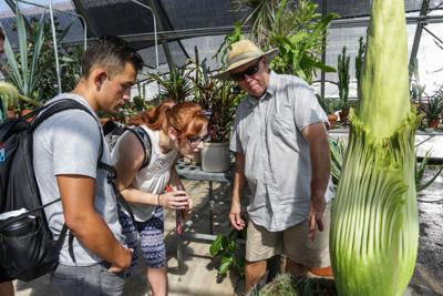 Hokies hold their breath for 'Stinky Phil's' blossoming | News ...