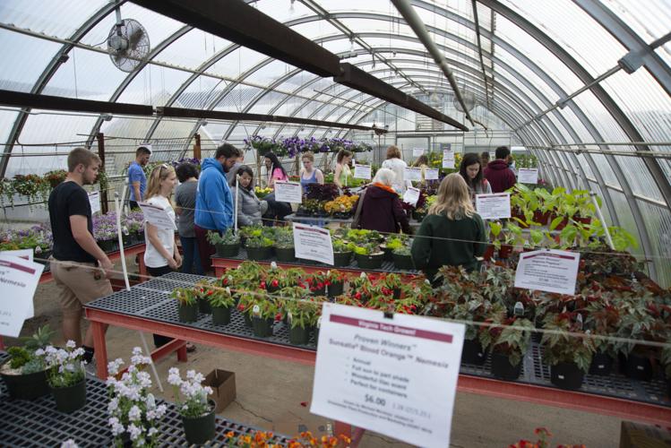 Horticulture Club Plant Sale | Gallery | collegiatetimes.com