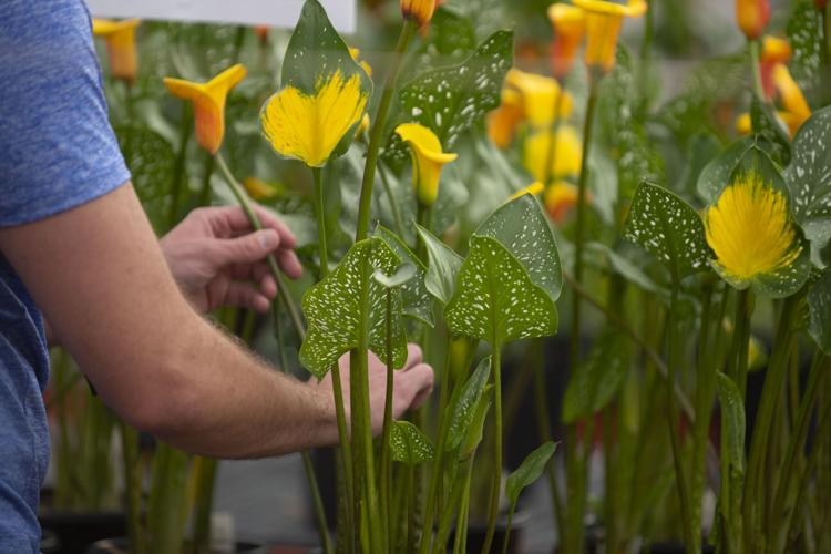 Horticulture Club Plant Sale | Gallery | collegiatetimes.com
