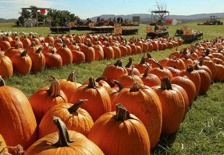 Sinkland Farms celebrates Pumpkin Festival with Harvest Hoedown ...