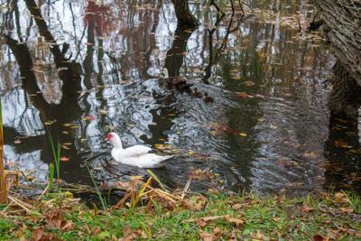 how to boil river water