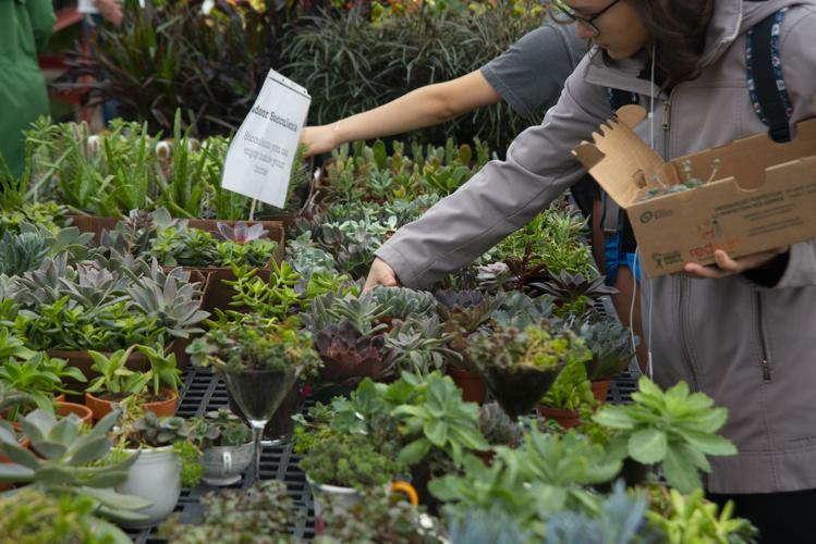 Horticulture Club Plant Sale | Gallery | collegiatetimes.com