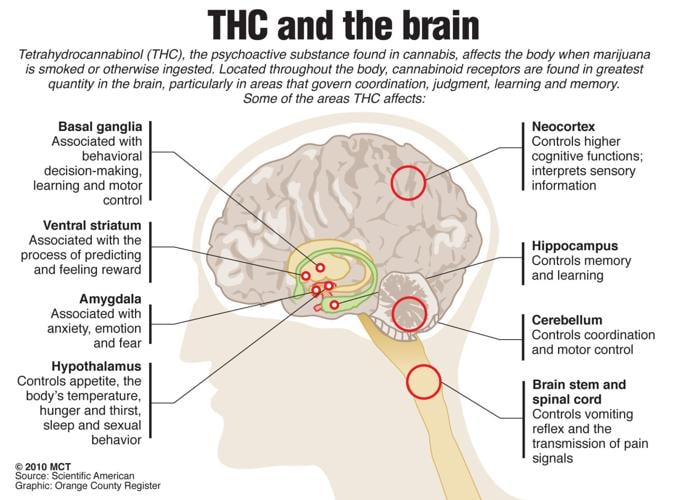 Little scientific basis for marijuana criminalization | Opinions ...