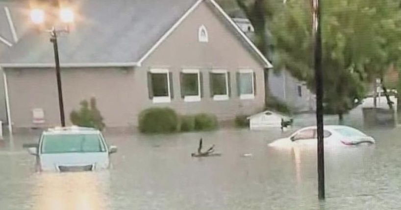 Straw Paws Adoptables Hit Hard In Rain Storm, Collinsville Area ...