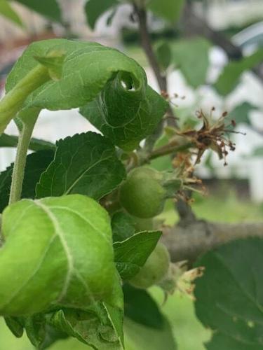 Collinsville Celebrates Arbor Day at D.D. Collins House | Local News ...