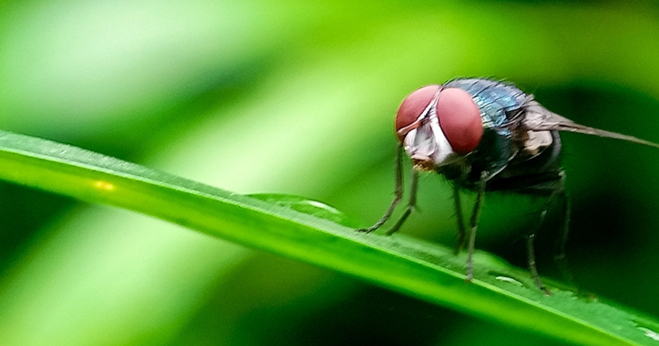 USDA Announces New World Screwworm Grand Challenge | Business ...