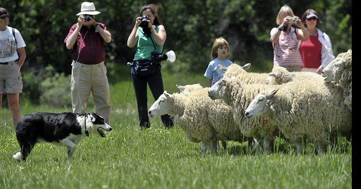 Living history site in Colorado Springs sheep shearing event ...
