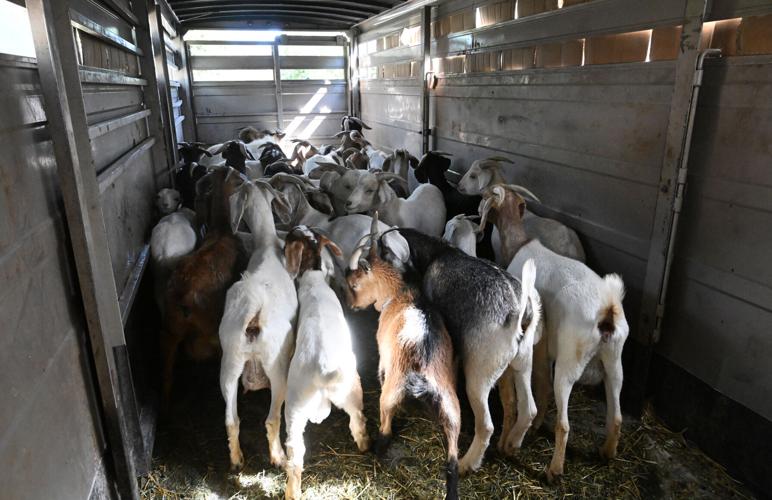 Goats help Colorado Springs property owners with fire mitigation ...