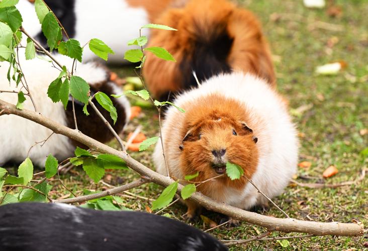 Joyful, squeaking, popcorning rodents: Meet the guinea pigs at Cheyenne ...