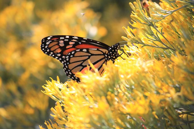PHOTOS: Quintessential Colorado | Life | coloradosprings.com