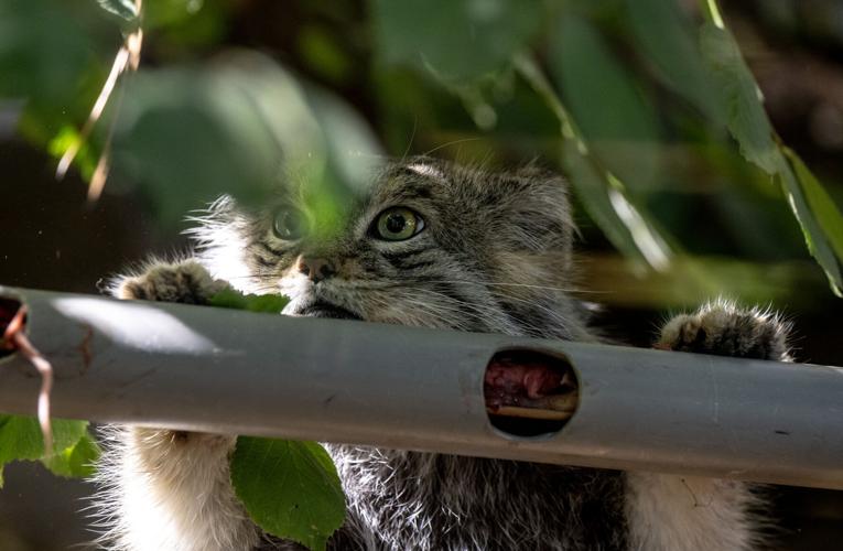 The original grumpy cat: Meet the Pallas' cats at Cheyenne Mountain Zoo ...