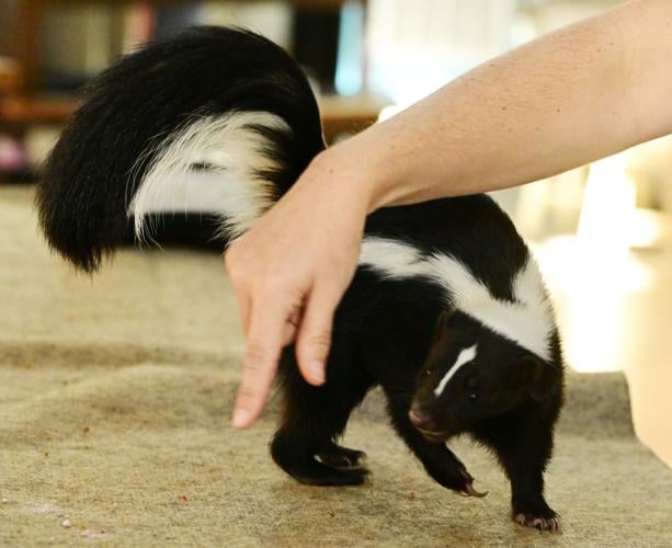 Playful, mischievous, iron-bellied: Meet the striped skunks at Cheyenne ...
