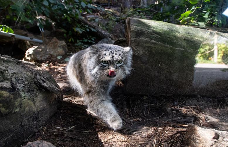 The original grumpy cat: Meet the Pallas' cats at Cheyenne Mountain Zoo ...