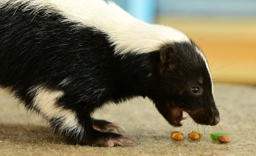 Playful, mischievous, iron-bellied: Meet the striped skunks at Cheyenne ...