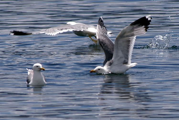 PHOTOS: Quintessential Colorado | Life | coloradosprings.com
