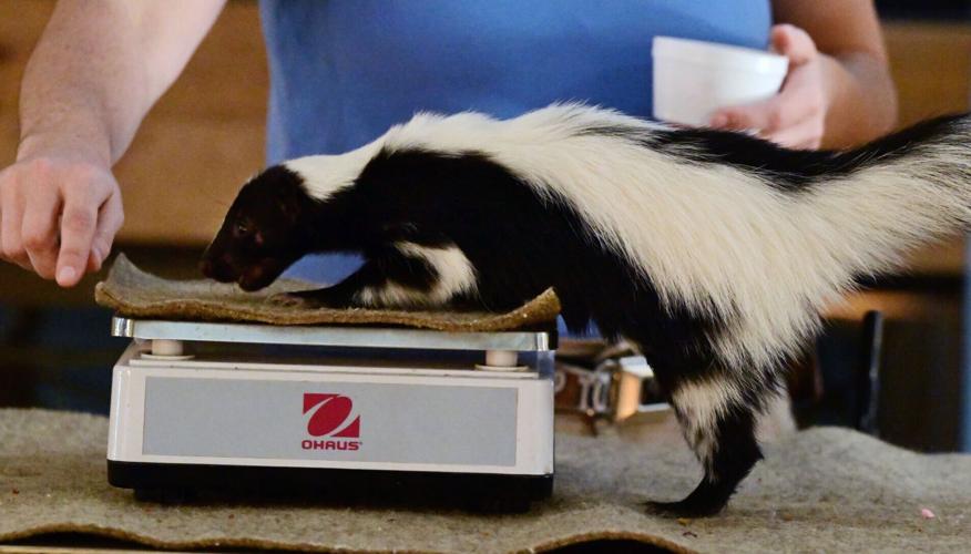 Playful, mischievous, iron-bellied: Meet the striped skunks at Cheyenne ...
