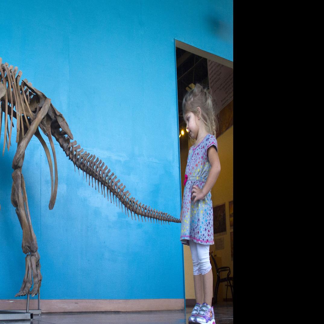 avaceratops skeleton