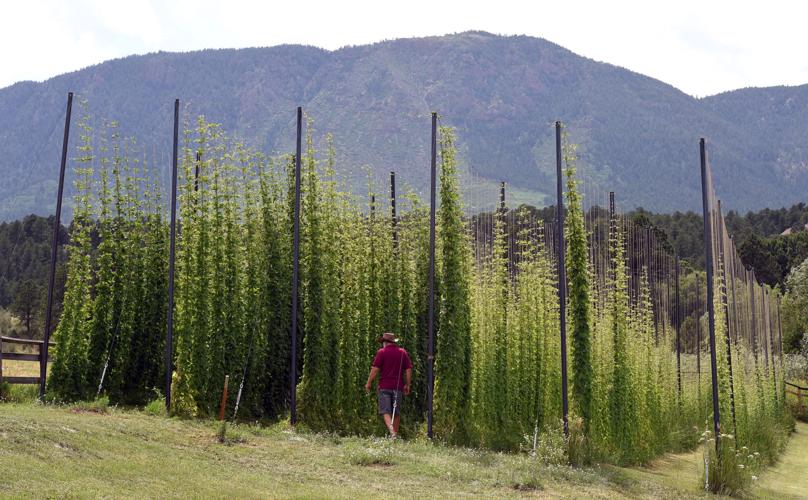 Hops, elevated: Monument farmer grows local hops for local brews | Food ...
