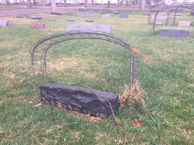 Save the roses: Evergreen Heritage seeks volunteers to continue ...