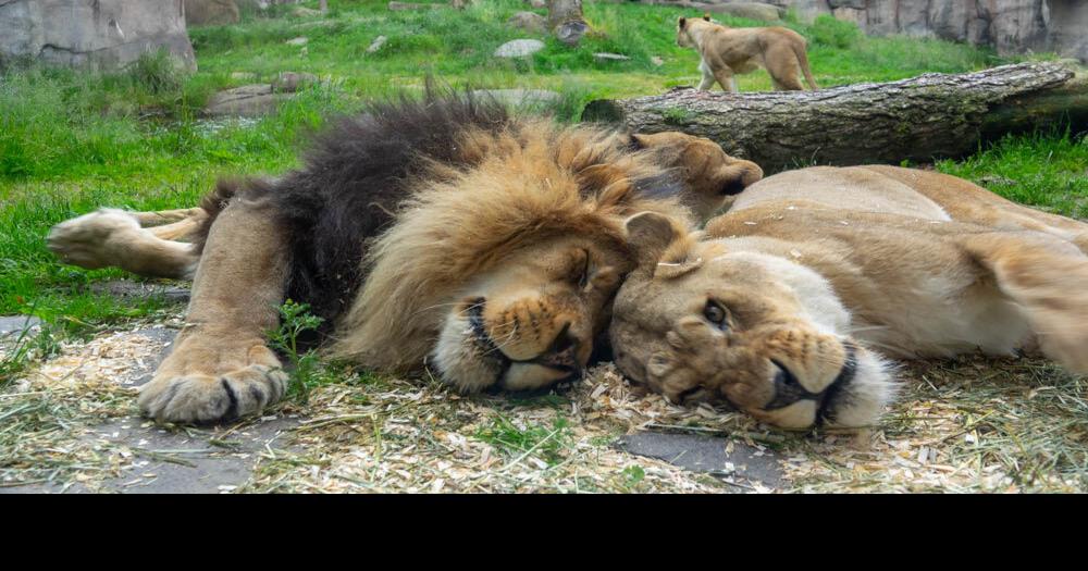 Zoo News: New lion enrichment at zoo is ‘on the nose’ | News ...