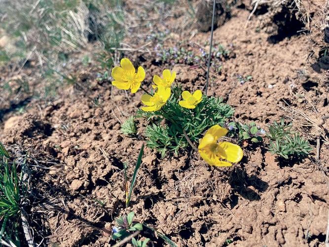 Declining, endemic buttercup gets more intense monitoring | News ...