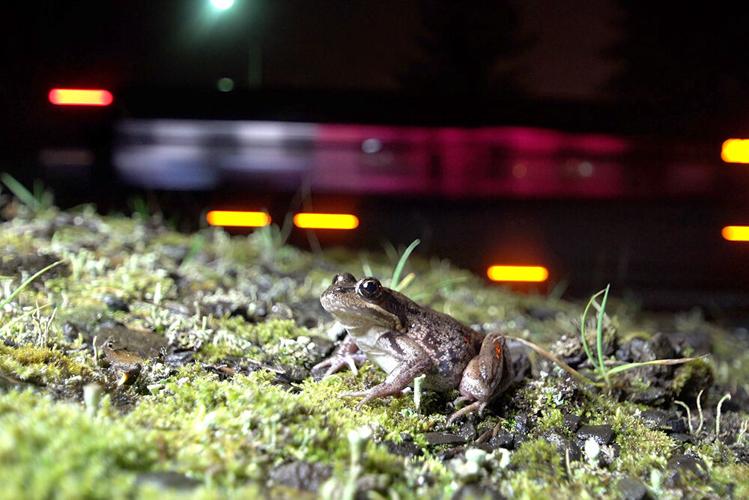 Zoo News: Harborton Frog Shuttle provides safe transport for imperiled ...