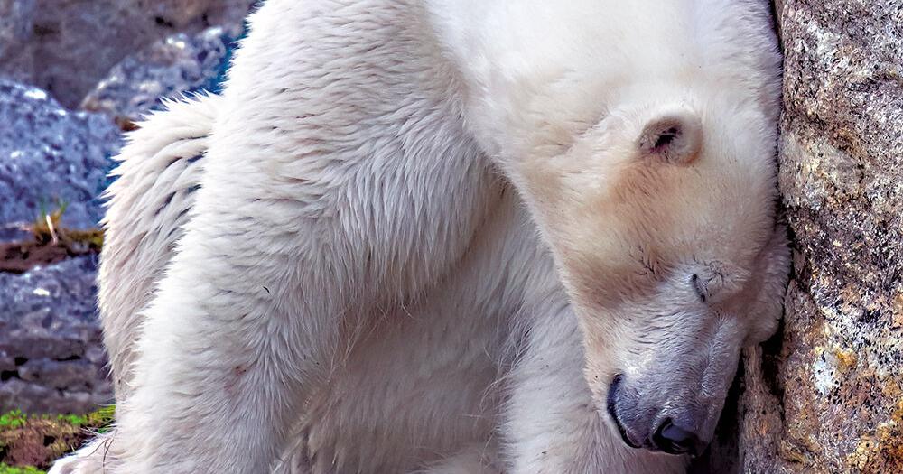 I left my heart in Svalbard | News | columbiagorgenews.com