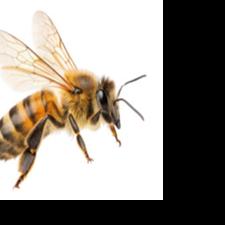 Pollination | Gorge Life | columbiagorgenews.com