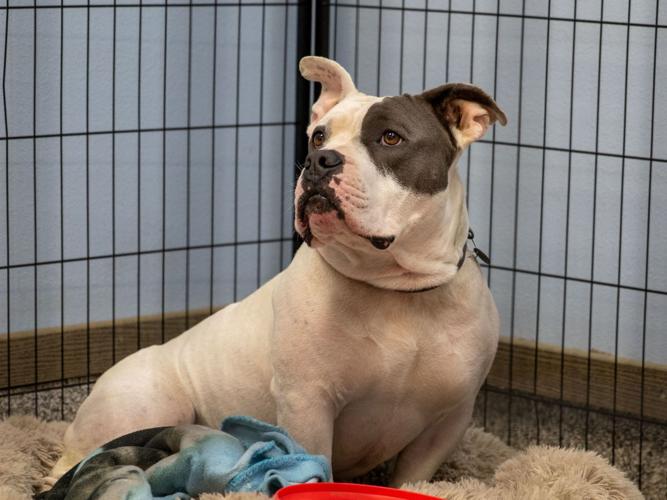 Gorge animal shelters grapple with record number of surrenders ...