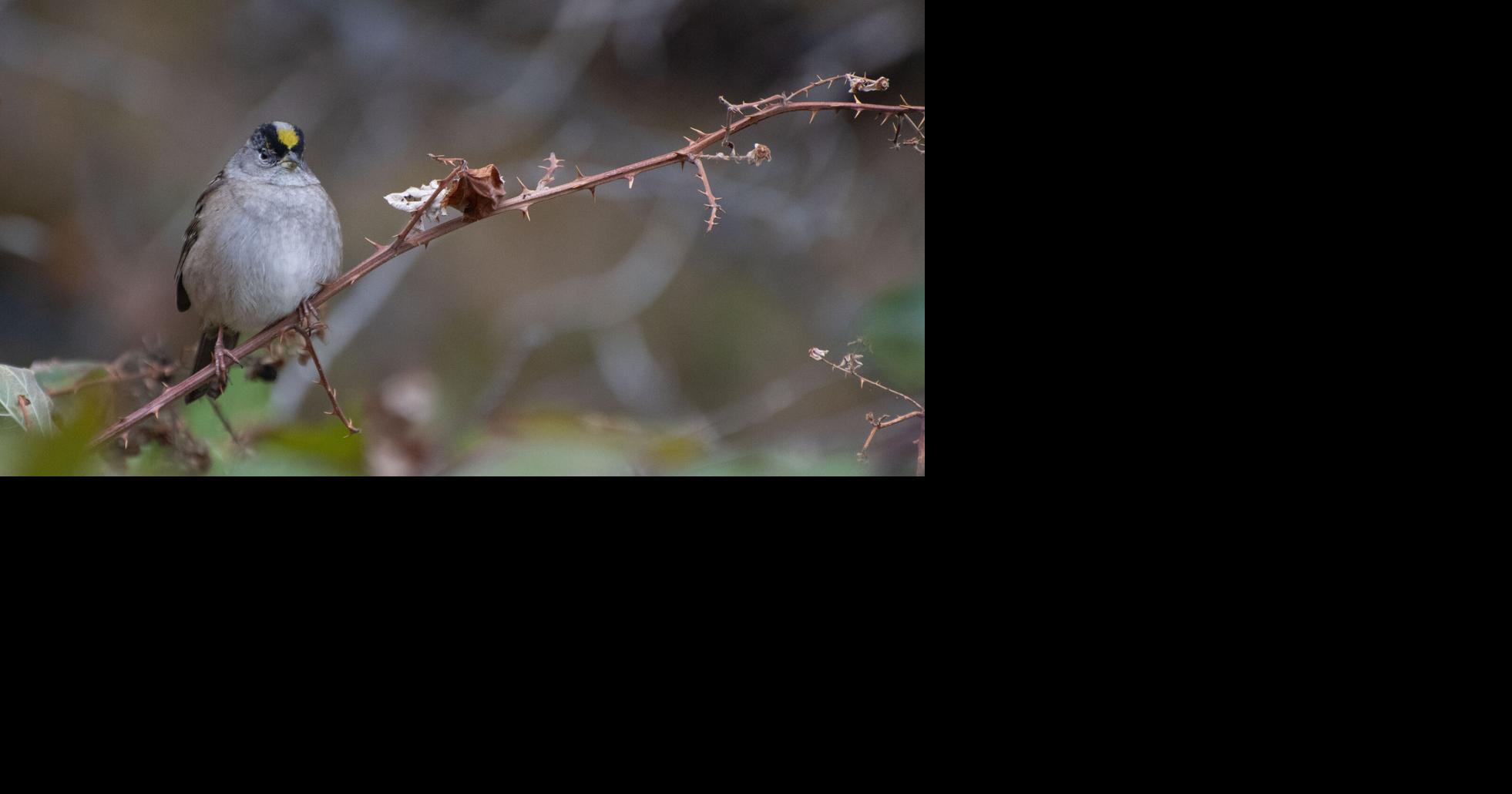 State of the Birds Report: Where have all the birds gone? | News ...