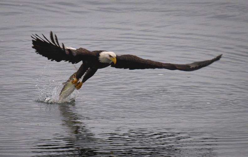 Eagle Watch comes to The Dalles Dam (includes photo gallery) | Thedalleschronicle ...