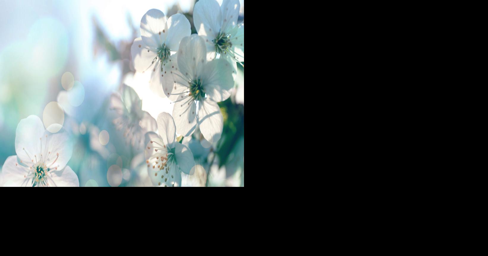 In Memoriam 2025 | Free News | columbiagorgenews.com