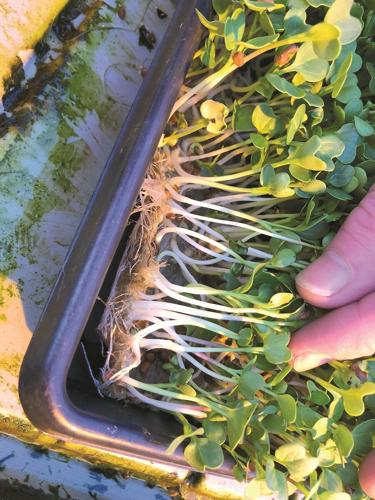 Gorge Local - In Business: A different farming system for Gorge Greens ...