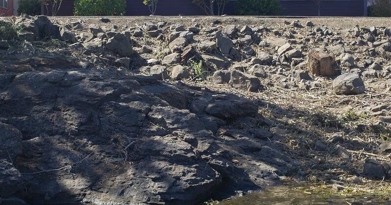 Tree removal sparks prosecution request; ‘Timber trespass’ can have ...