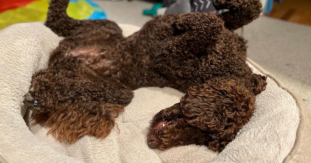 Newsworthy pets: Bailey endorses CGN | News | columbiagorgenews.com