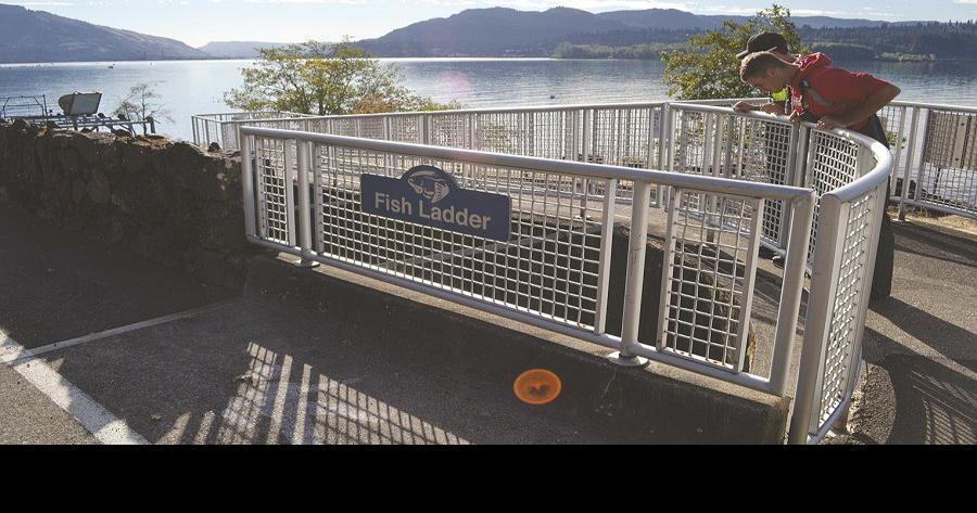 The return of the Tule fall Chinook to hatchery continues the life ...