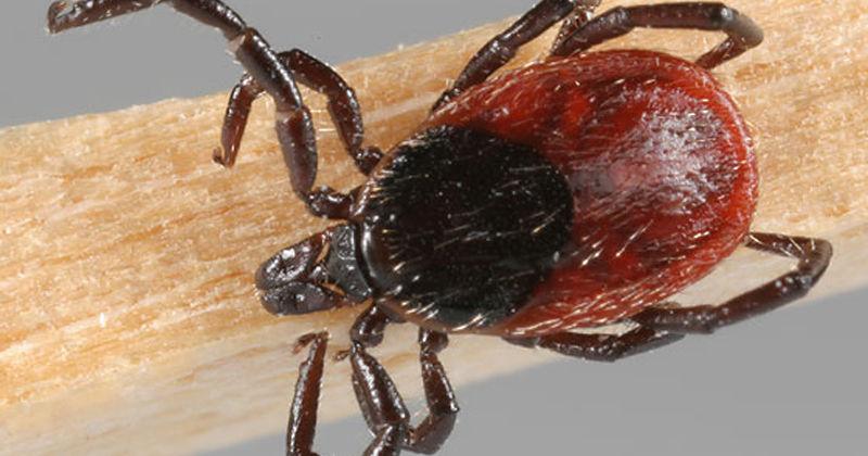 Lyme disease: The tick-ing time bomb | News | columbiagorgenews.com
