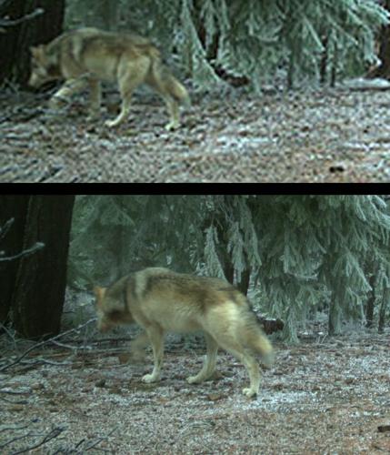 A Heartwarming Moment in the Wild: The Wolf Protecting Piglets from a ...