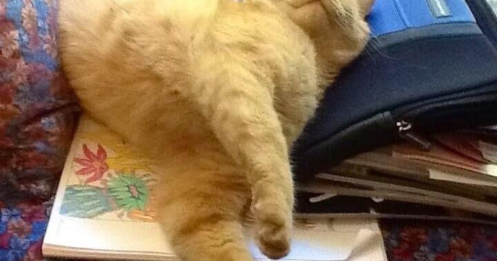 Newsworthy pets: Snowden cat challenges HR dog to yoga competition ...