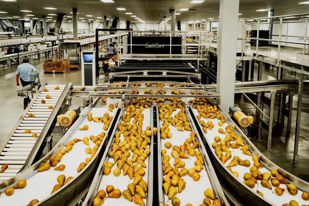 Washington Fruit Growers acquire pear assets | News | columbiagorgenews.com
